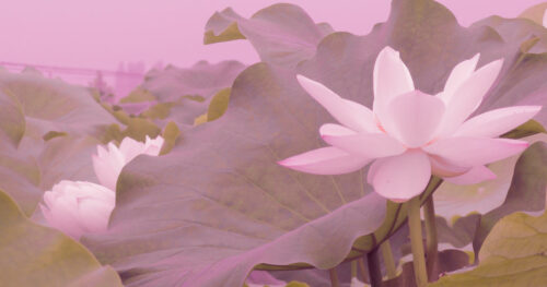 423 - Lotus, the favourite flower of GodsYoga Vedanta Tantra